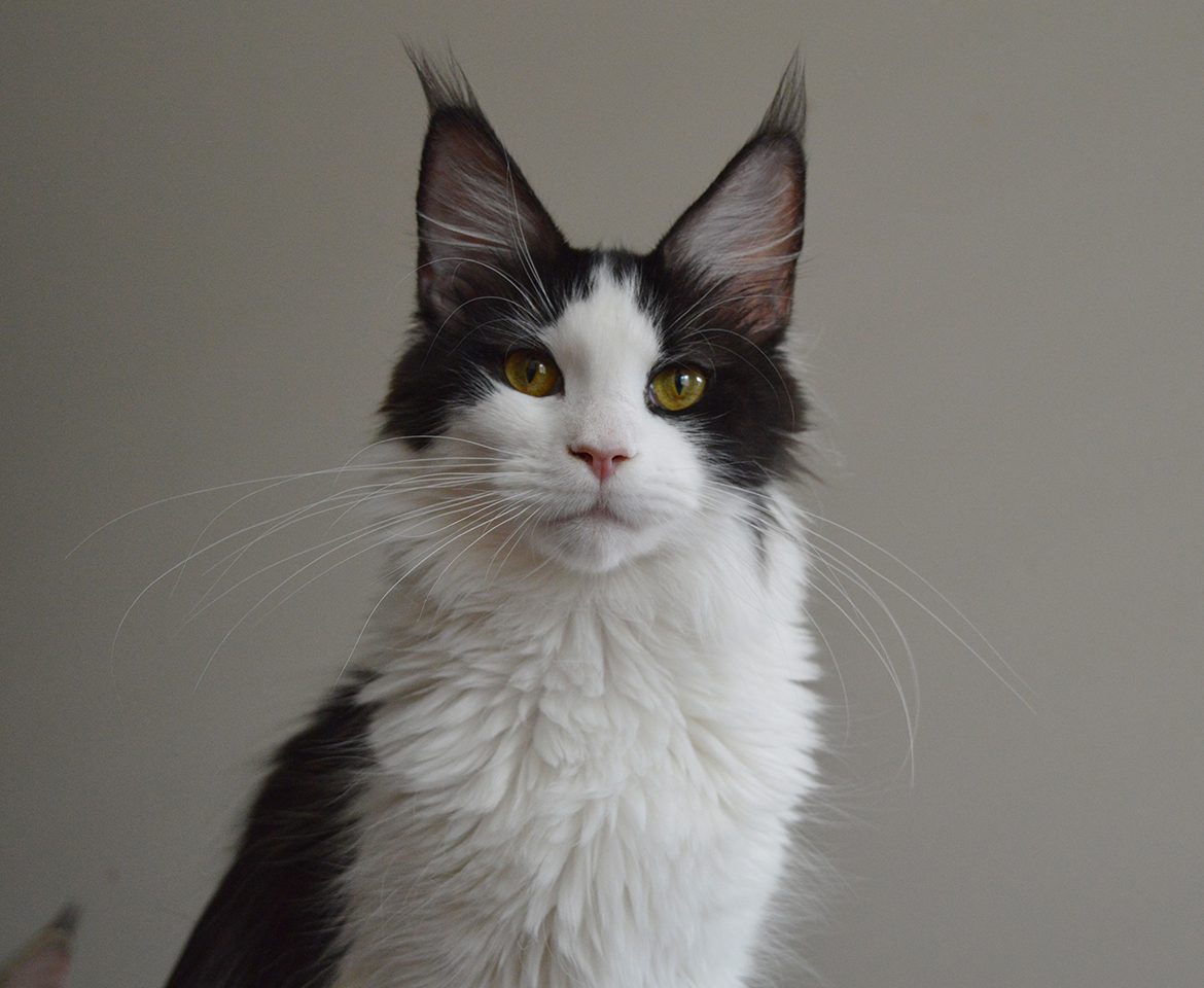 Wildwater Maine Coons | Females